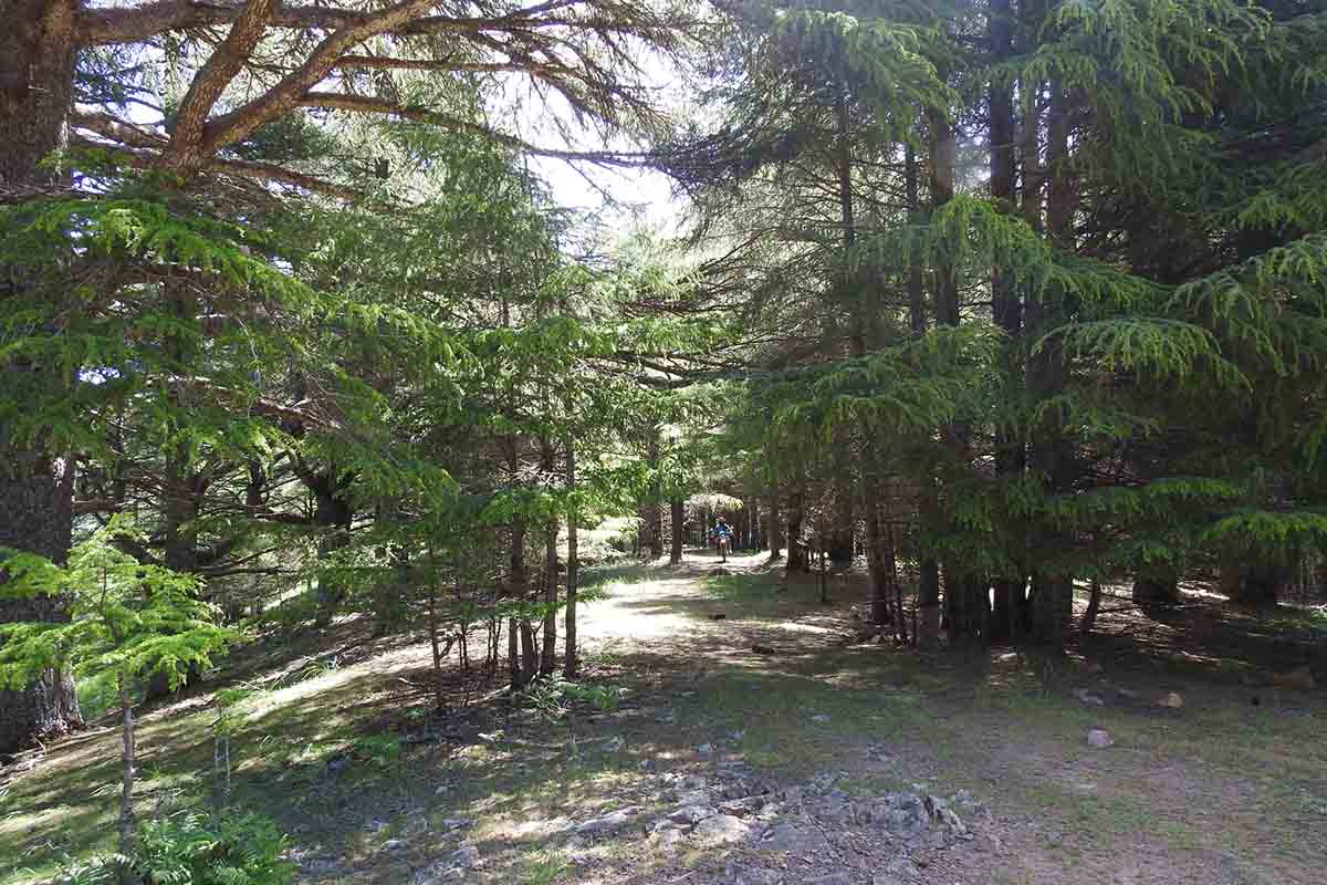 Cedro del Atlas: cómo es y dónde verlo | Turismo Marruecos